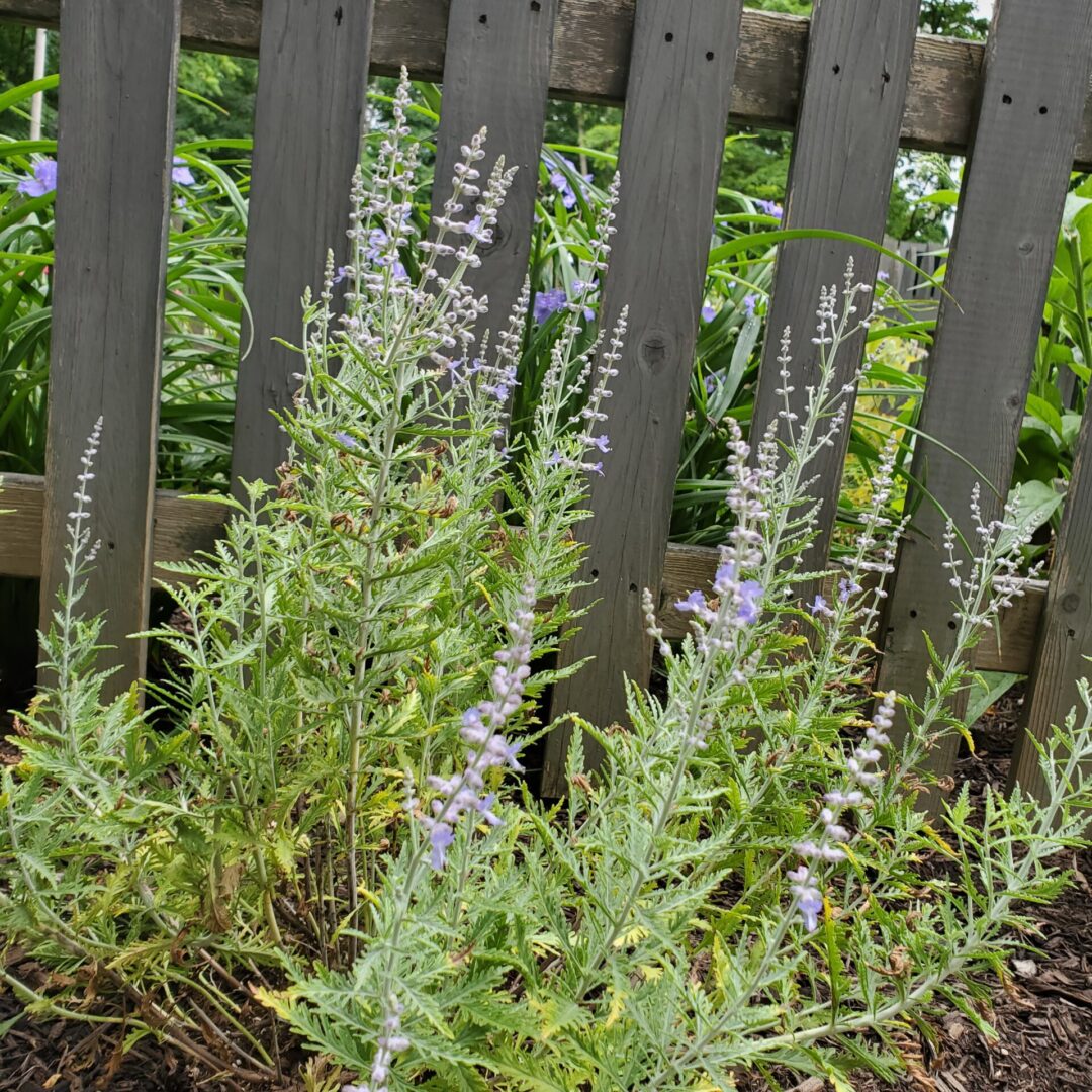 Our 1780s Kitchen Garden - Fishkill Historical Society Inc